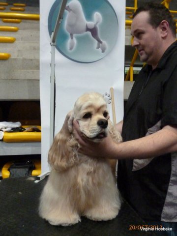 Esthetiquecanine: Toilettage du Domaine d'Haisha - toilettage chien ...